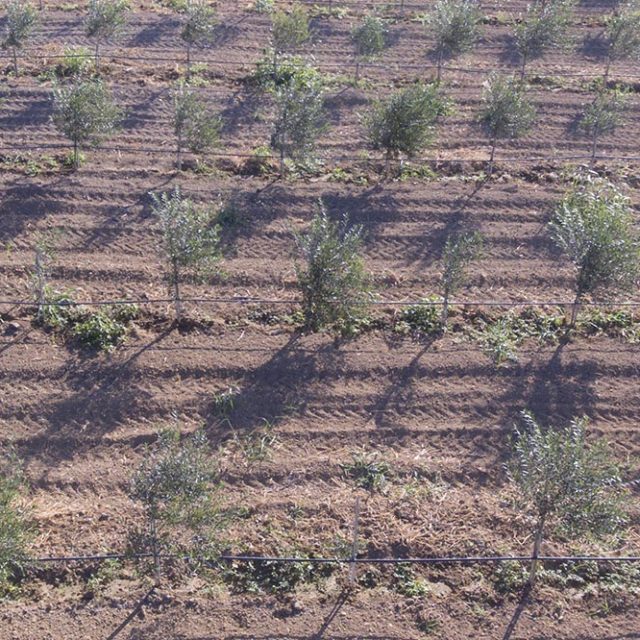 ΥΠΕΡΠΥΚΝΗ ΚΑΛΛΙΕΡΓΕΙΑ ΕΠΙΛΕΓΜΕΝΗΣ ΚΡΗΤΙΚΗΣ ΚΟΡΩΝΕΙΚΗΣ ΕΛΙΑΣ