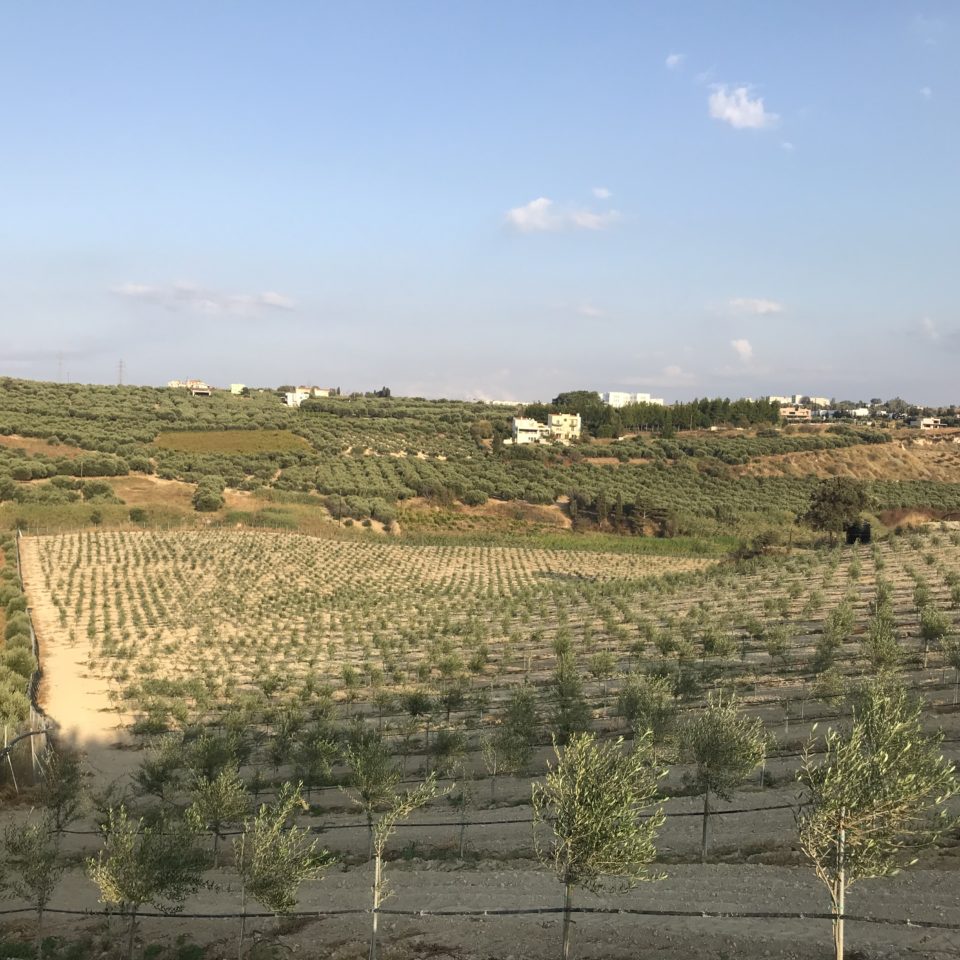 ΥΠΕΡΠΥΚΝΗ ΚΑΛΛΙΕΡΓΕΙΑ ΕΠΙΛΕΓΜΕΝΗΣ ΚΡΗΤΙΚΗΣ ΚΟΡΩΝΕΙΚΗΣ ΕΛΙΑΣ