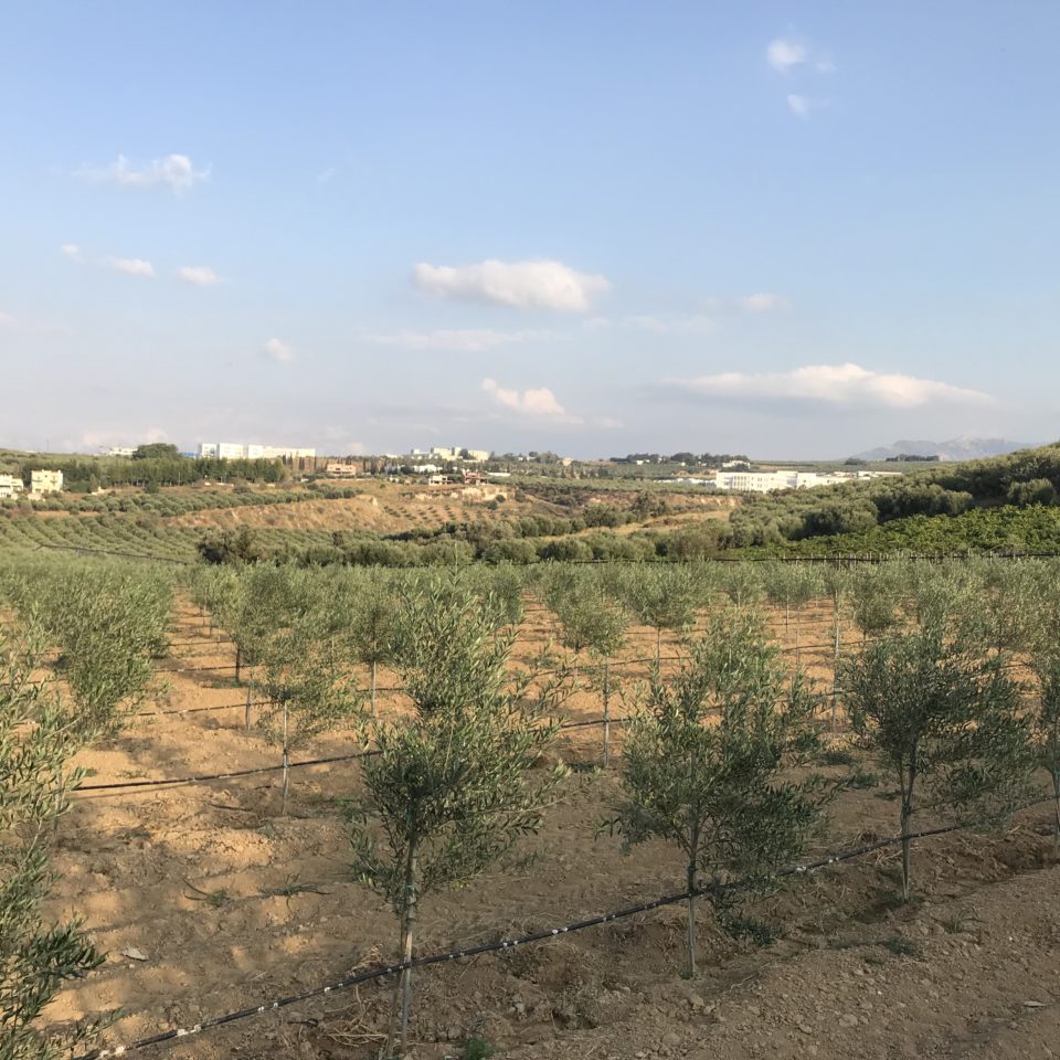 ΥΠΕΡΠΥΚΝΗ ΚΑΛΛΙΕΡΓΕΙΑ ΕΠΙΛΕΓΜΕΝΗΣ ΚΡΗΤΙΚΗΣ ΚΟΡΩΝΕΙΚΗΣ ΕΛΙΑΣ