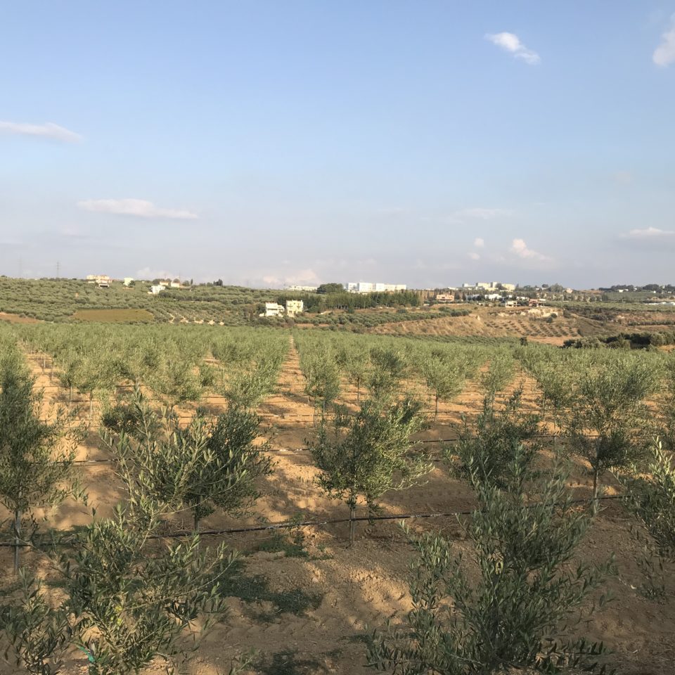 ΥΠΕΡΠΥΚΝΗ ΚΑΛΛΙΕΡΓΕΙΑ ΕΠΙΛΕΓΜΕΝΗΣ ΚΡΗΤΙΚΗΣ ΚΟΡΩΝΕΙΚΗΣ ΕΛΙΑΣ